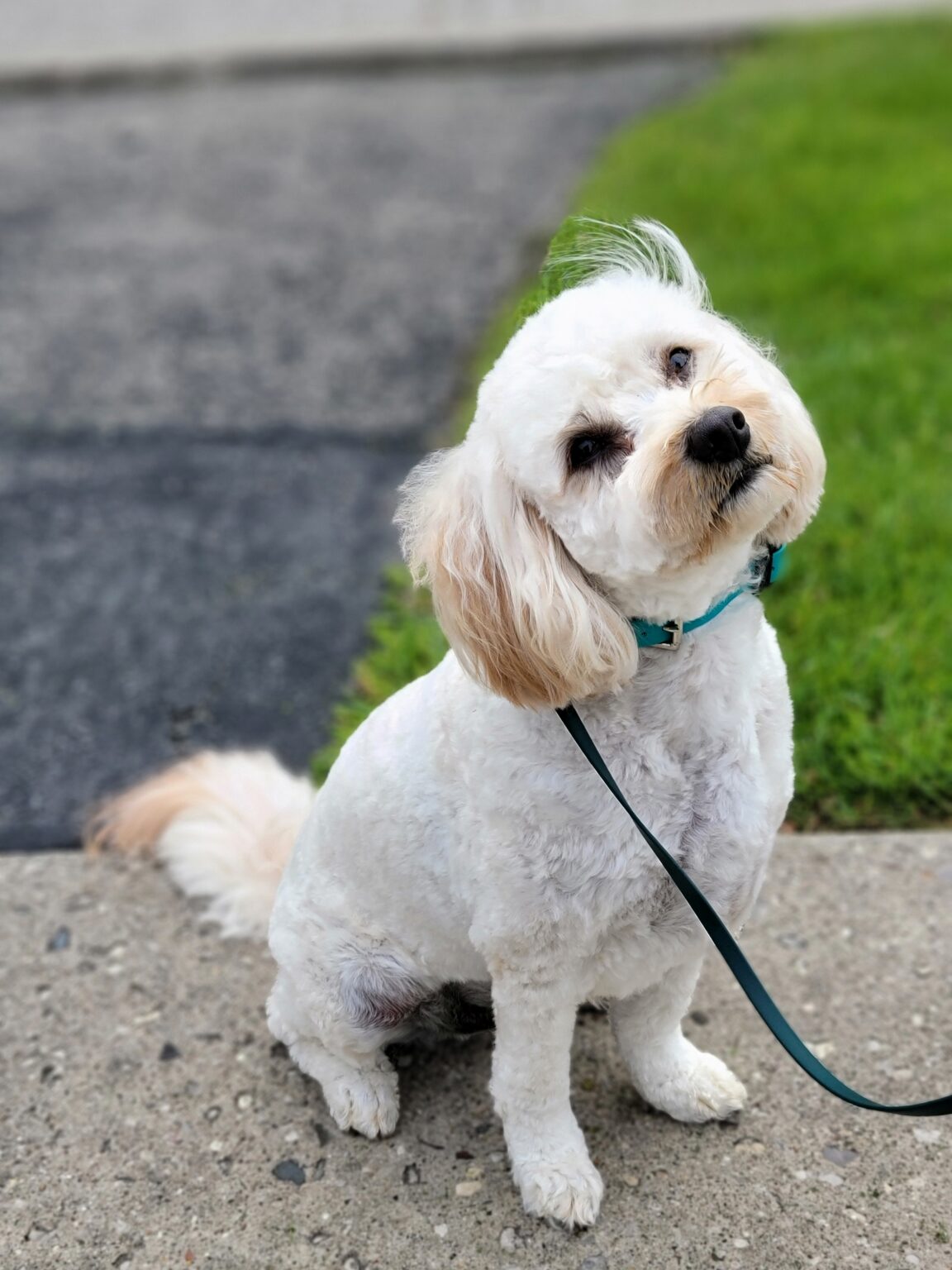 Better Bond Dog Training